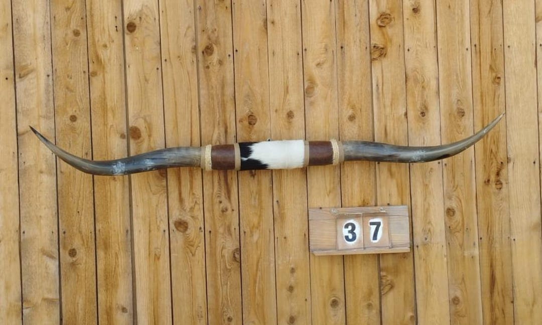 Mounted Longhorn ART Western Decor No Skull Steer Polished Horns 5' 7 ...