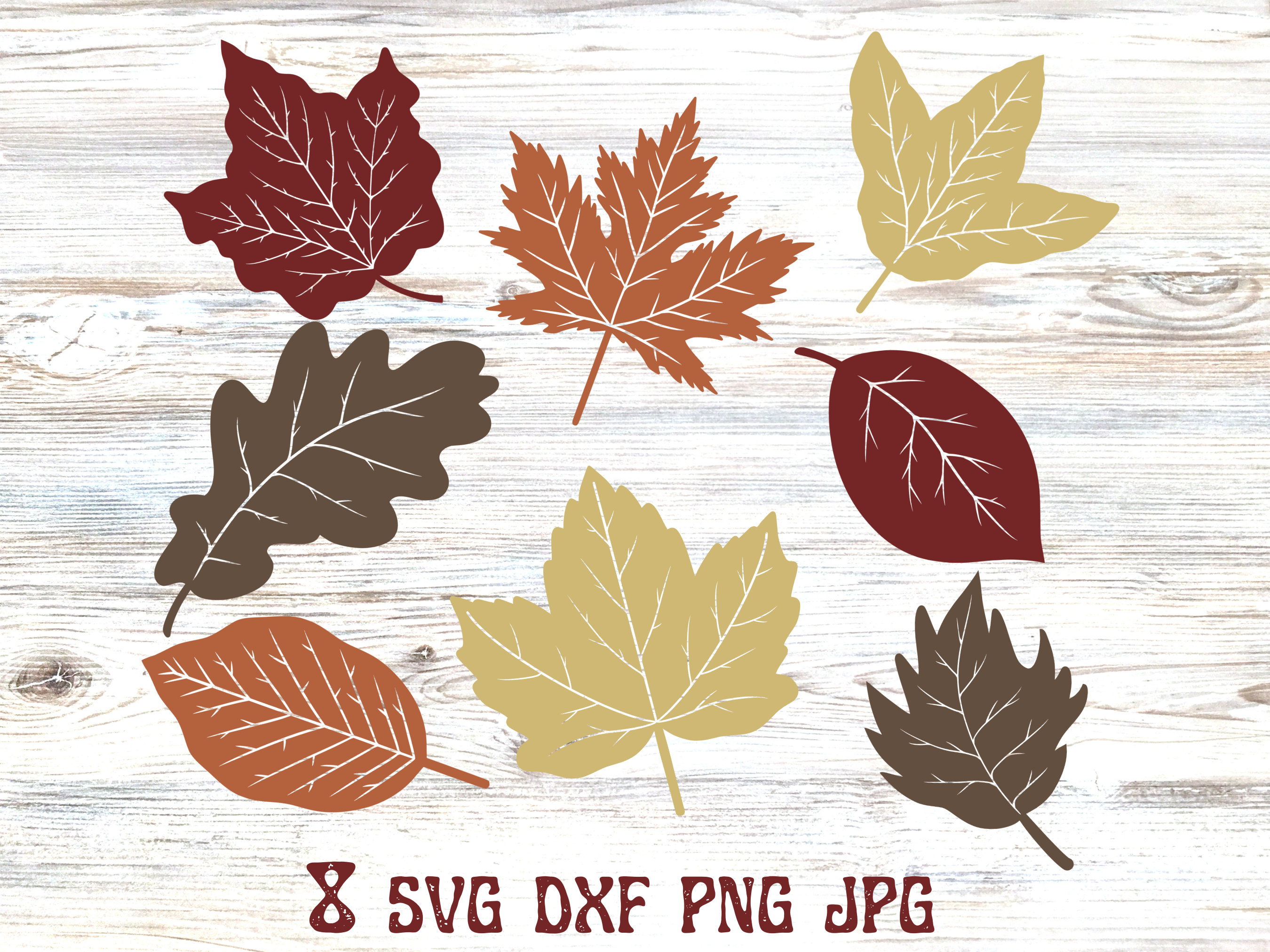Fall Leaves Svg Bundle of 8 Autumn Leaf Svg Fall Leaf - Etsy