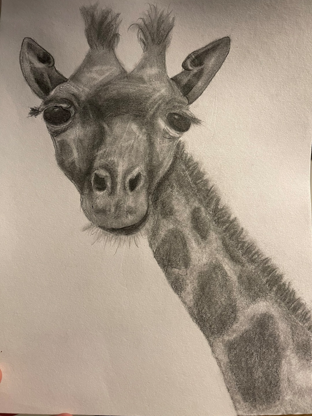 Giraffe Graphite Pencil Drawing Art Original - Etsy