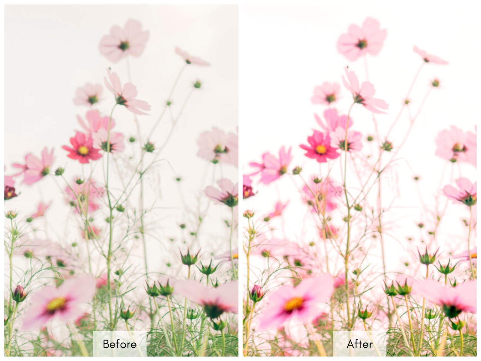 10 Pink Presets for Lightroom Mobile & Desktop, Bright Photo Filters ...