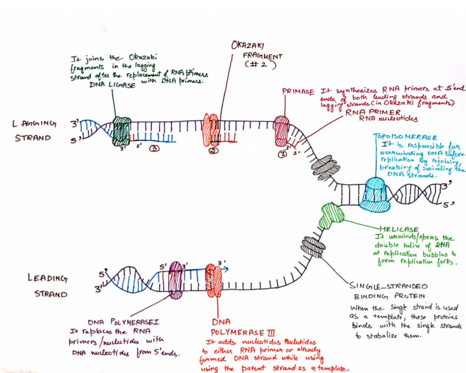 DNA Replication Hand Written Diagram - Etsy