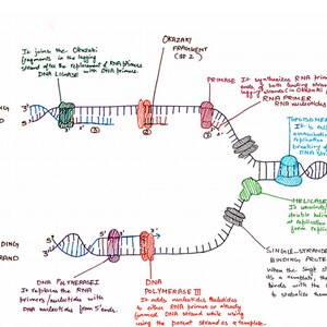 DNA Replication Hand Written Diagram - Etsy