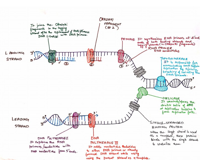 DNA Replication Hand Written Diagram - Etsy