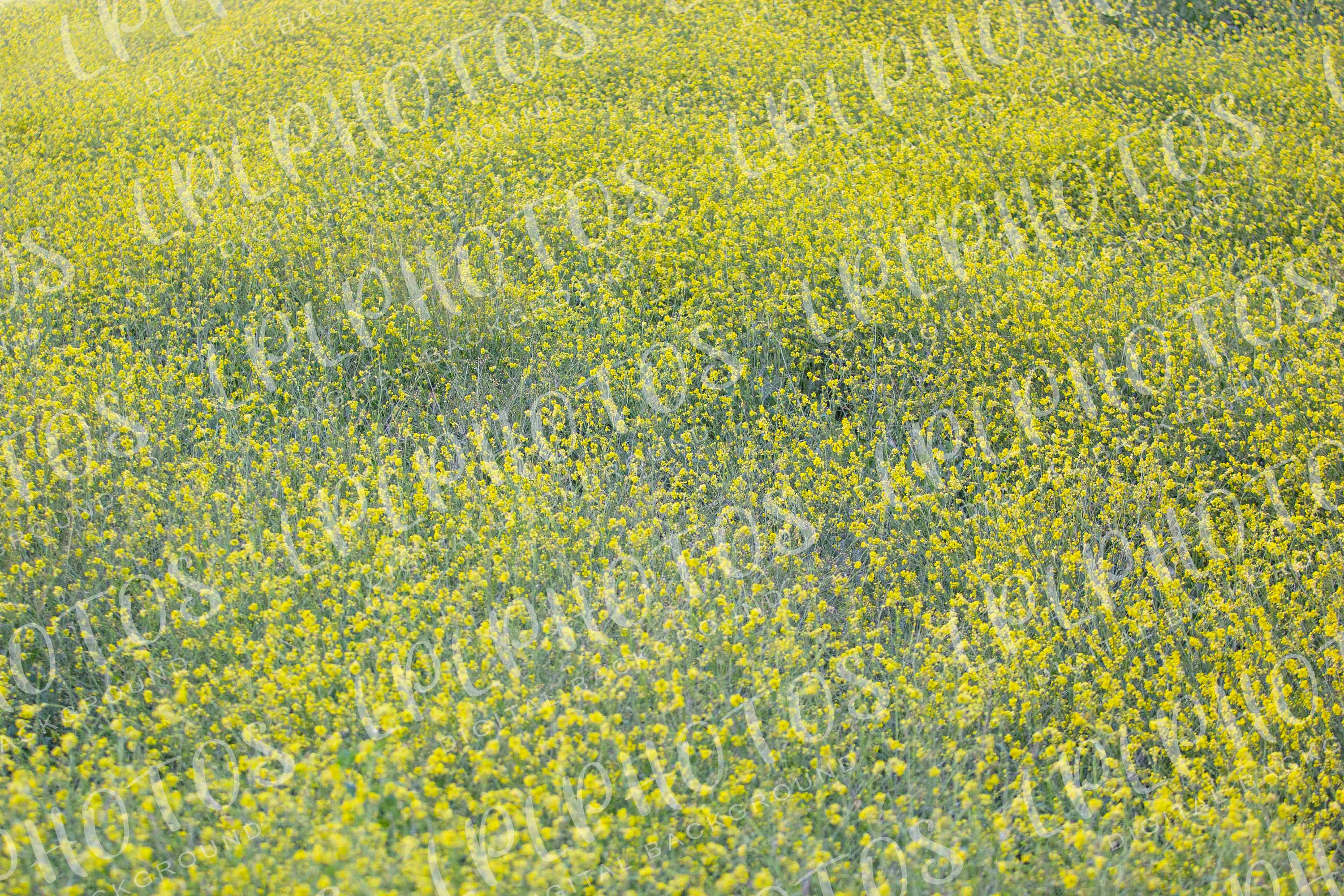 Yellow Flower Field Digital Background Yellow Flowers Flower - Etsy