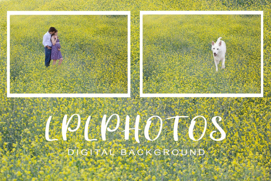 Yellow Flower Field Digital Background, Yellow Flowers, Flower Field ...