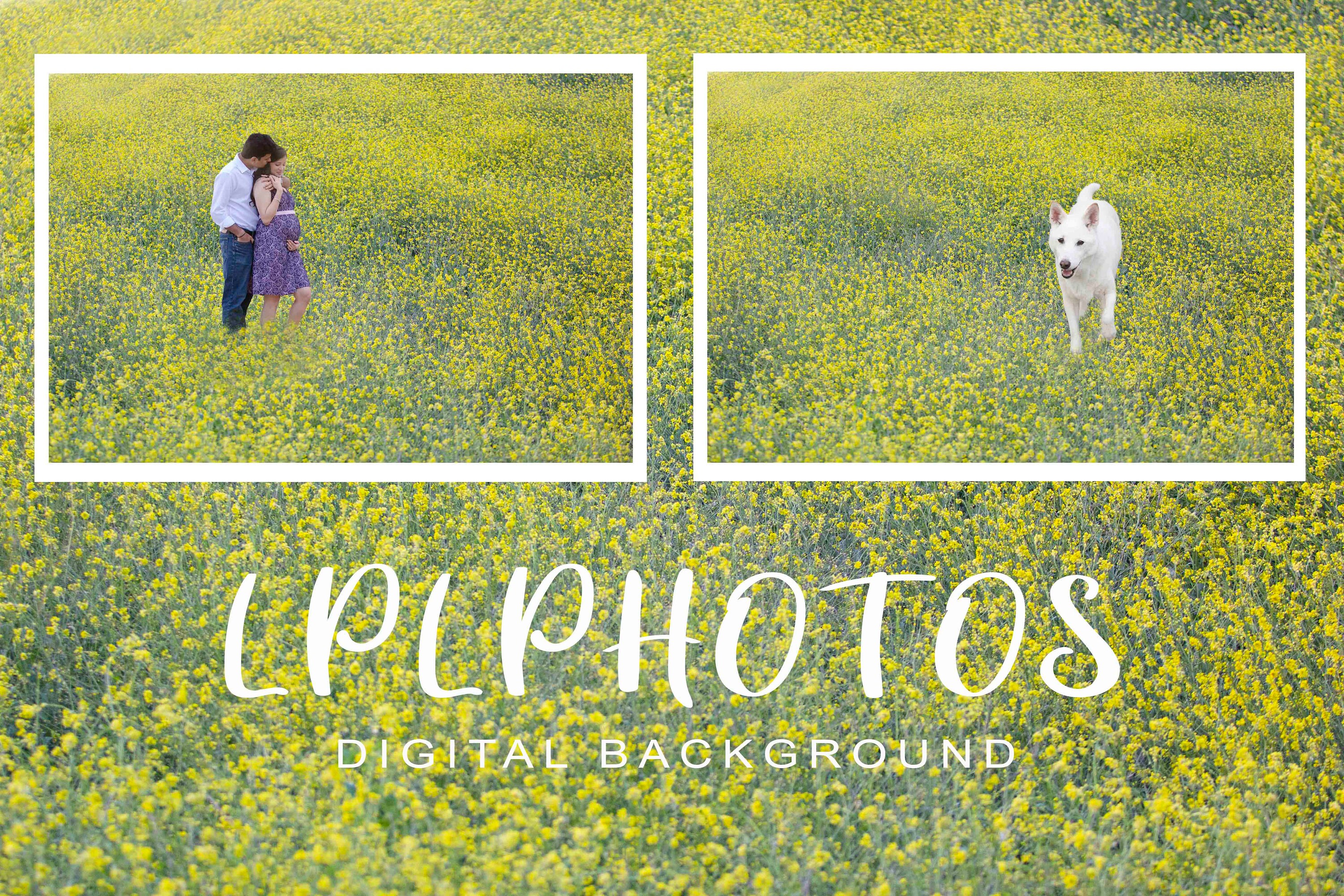 Yellow Flower Field Digital Background Yellow Flowers Flower - Etsy