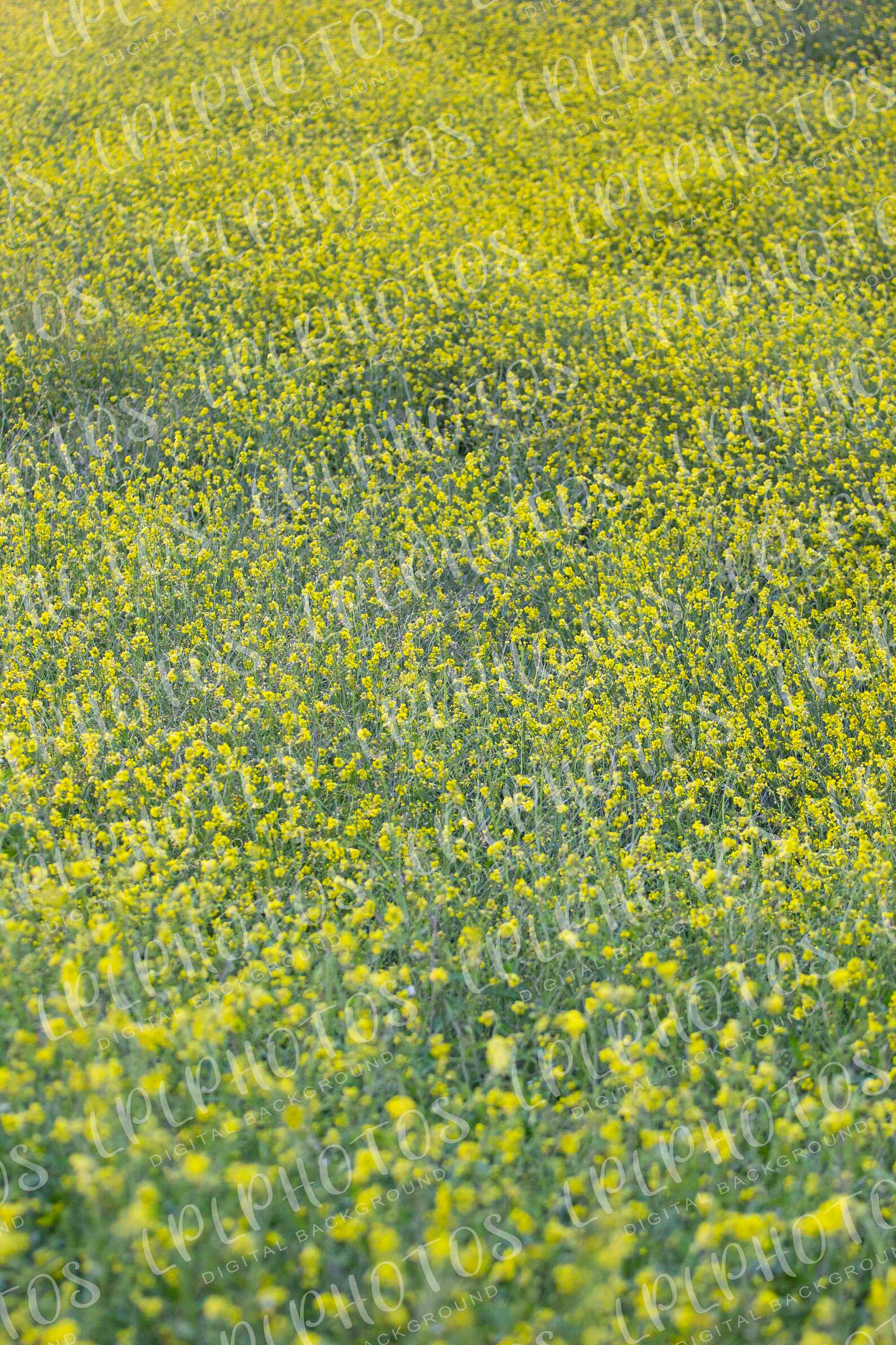 Yellow Flower Field Digital Background Yellow Flowers Flower - Etsy