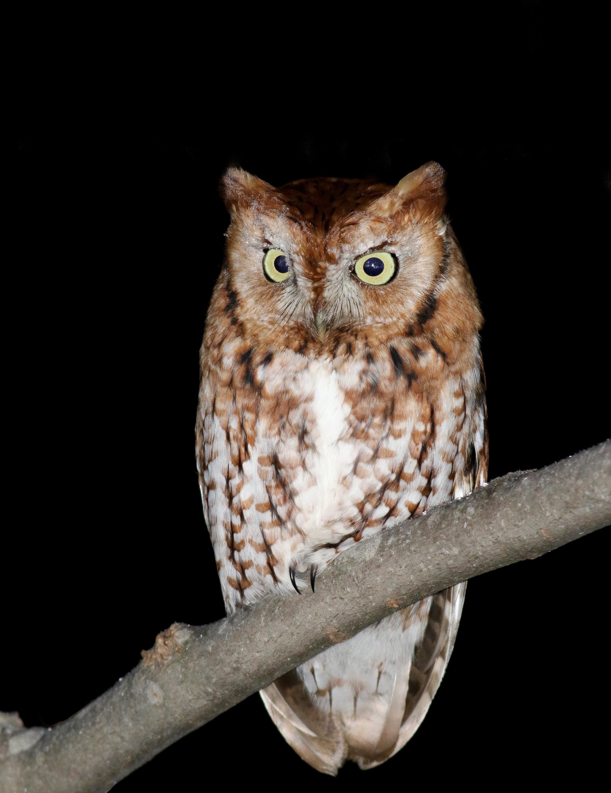 Eastern Screech-owl - Etsy