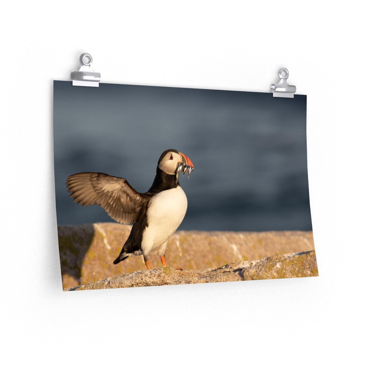 Atlantic Puffin's Catch - Etsy