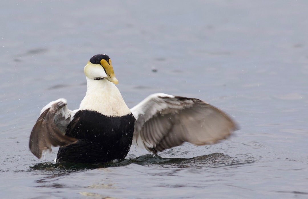 Common Eider Flapping - Etsy