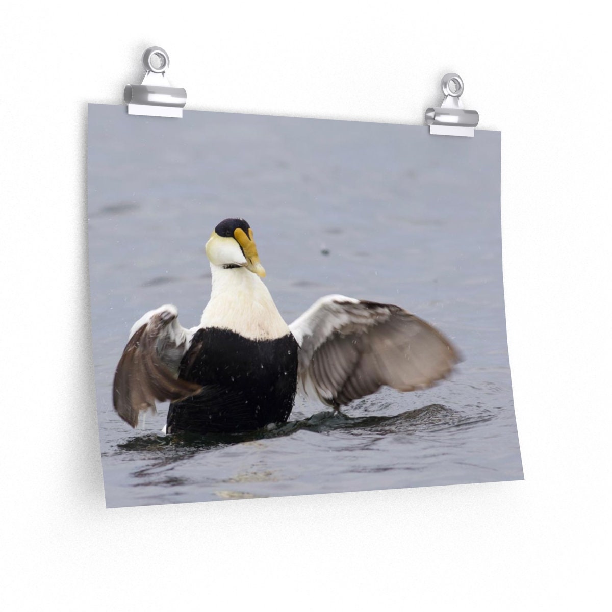 Common Eider Flapping - Etsy
