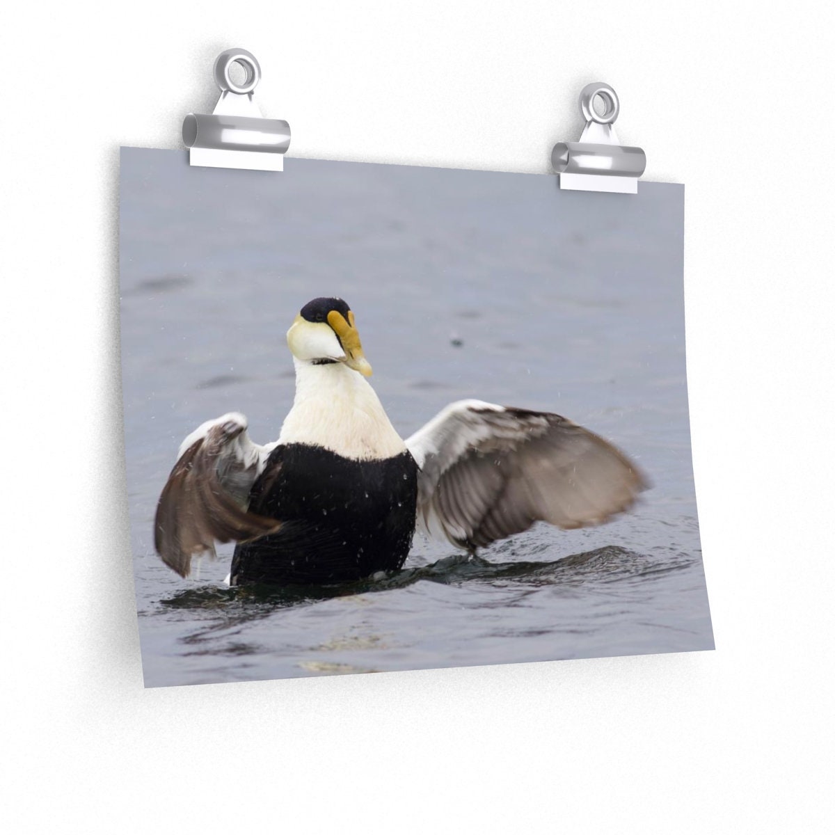 Common Eider Flapping - Etsy