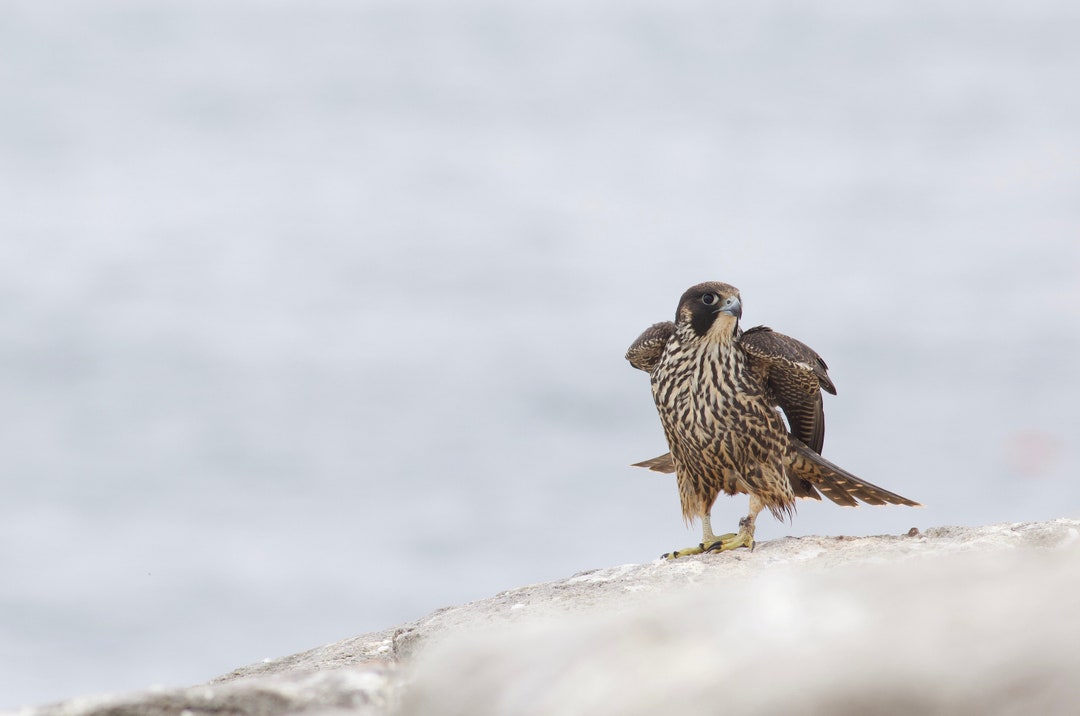 Dancing Peregrine Falcon - Etsy