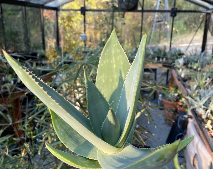 Aloe Ghost, Hybrid Aloe, Aloe Striata X Aloe Maculata. 4” Pot, Live ...