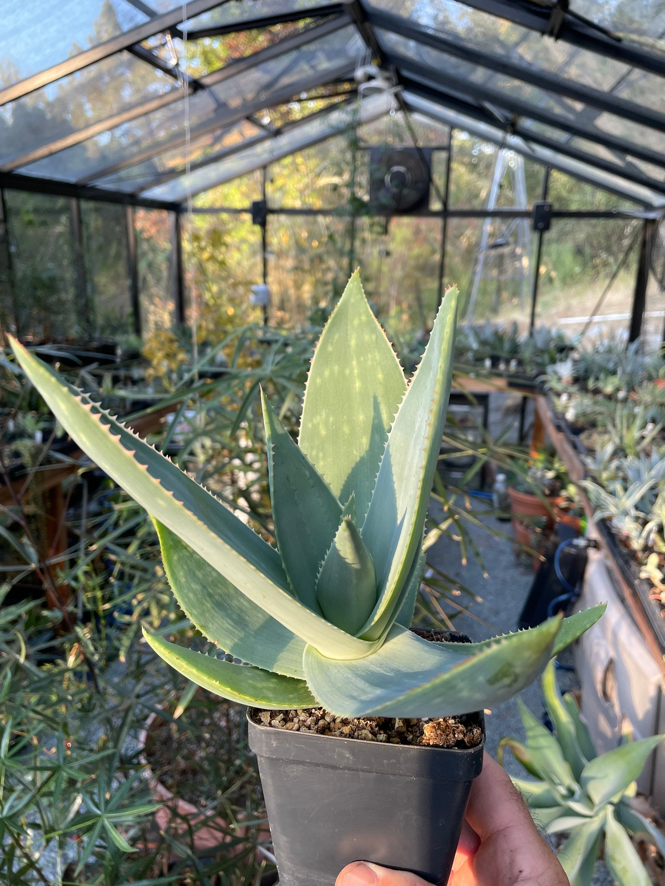 Aloe Ghost Hybrid Aloe Aloe Striata X Aloe Maculata 4 Pot Live Aloe