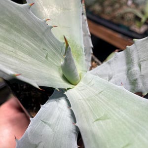 Agave Colorata (mescal Ceniza) - Rare Agave Growing in a 4” Pot Fully ...