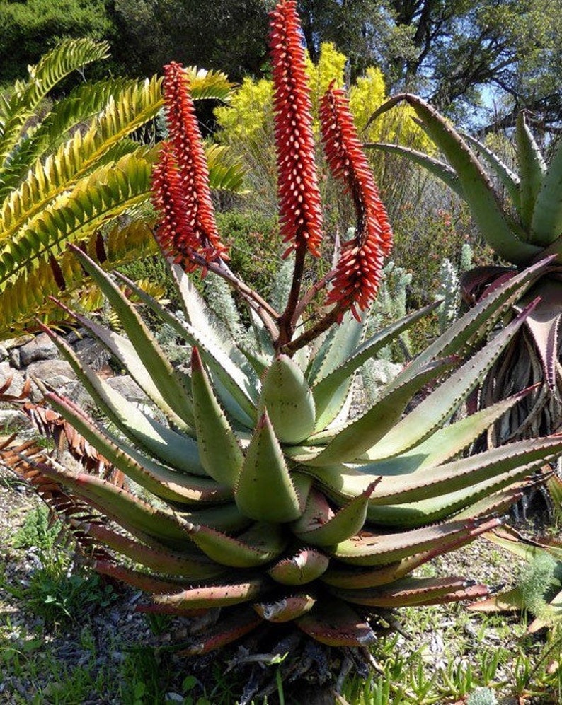 Rare Aloe Ferox Cape Aloe 4 Pot Seed Grown Aloe Live Plant - Etsy