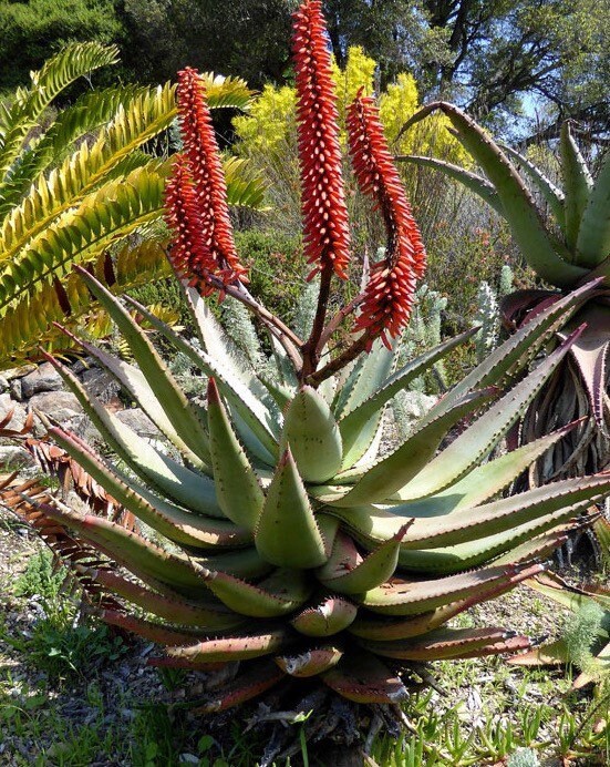 Rare Aloe Ferox Cape Aloe 4 Pot Seed Grown Aloe Live Plant - Etsy