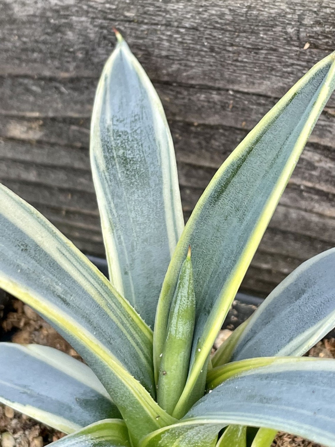 Rare Agave Vegas Strip Variegated Agave 4 Rooted Offset Live Succulent ...