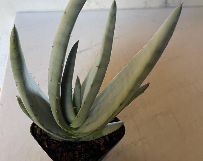 Aloe Petricola Stone Aloe, Rare Aloe, Seed Grown, 4” Pot - Etsy