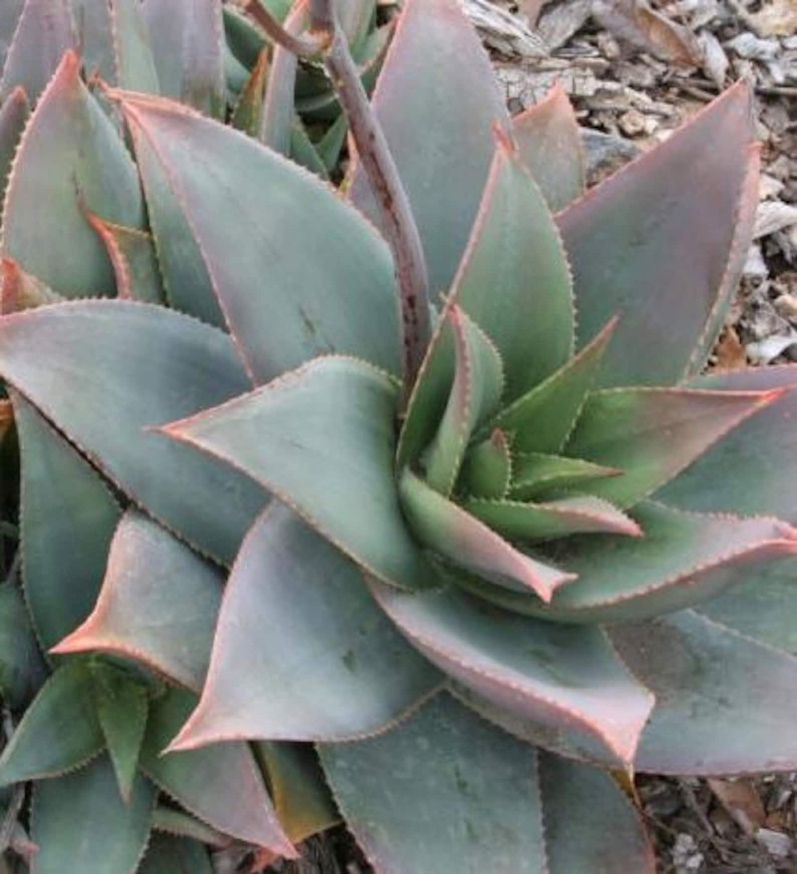 Aloe Ghost, Hybrid Aloe, Aloe Striata X Aloe Maculata. 4” Pot, Live ...