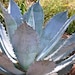 Agave Colorata (mescal Ceniza) - Rare Agave Growing in a 4” Pot Fully ...