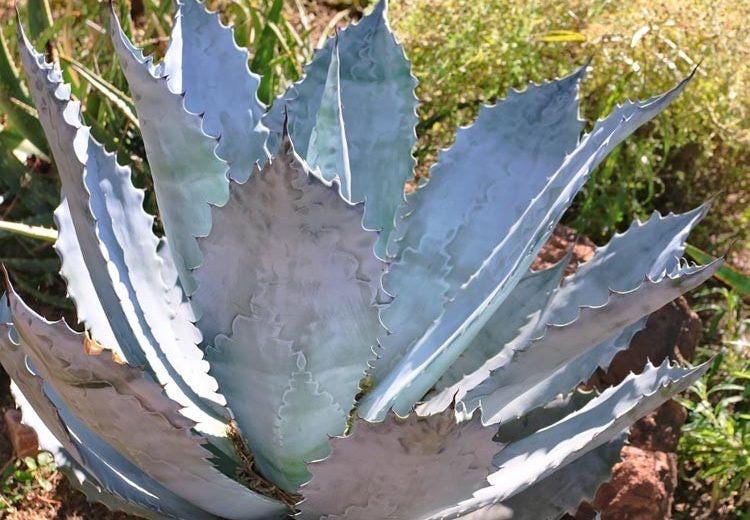 Agave Colorata (mescal Ceniza) - Rare Agave Growing in a 4” Pot Fully ...