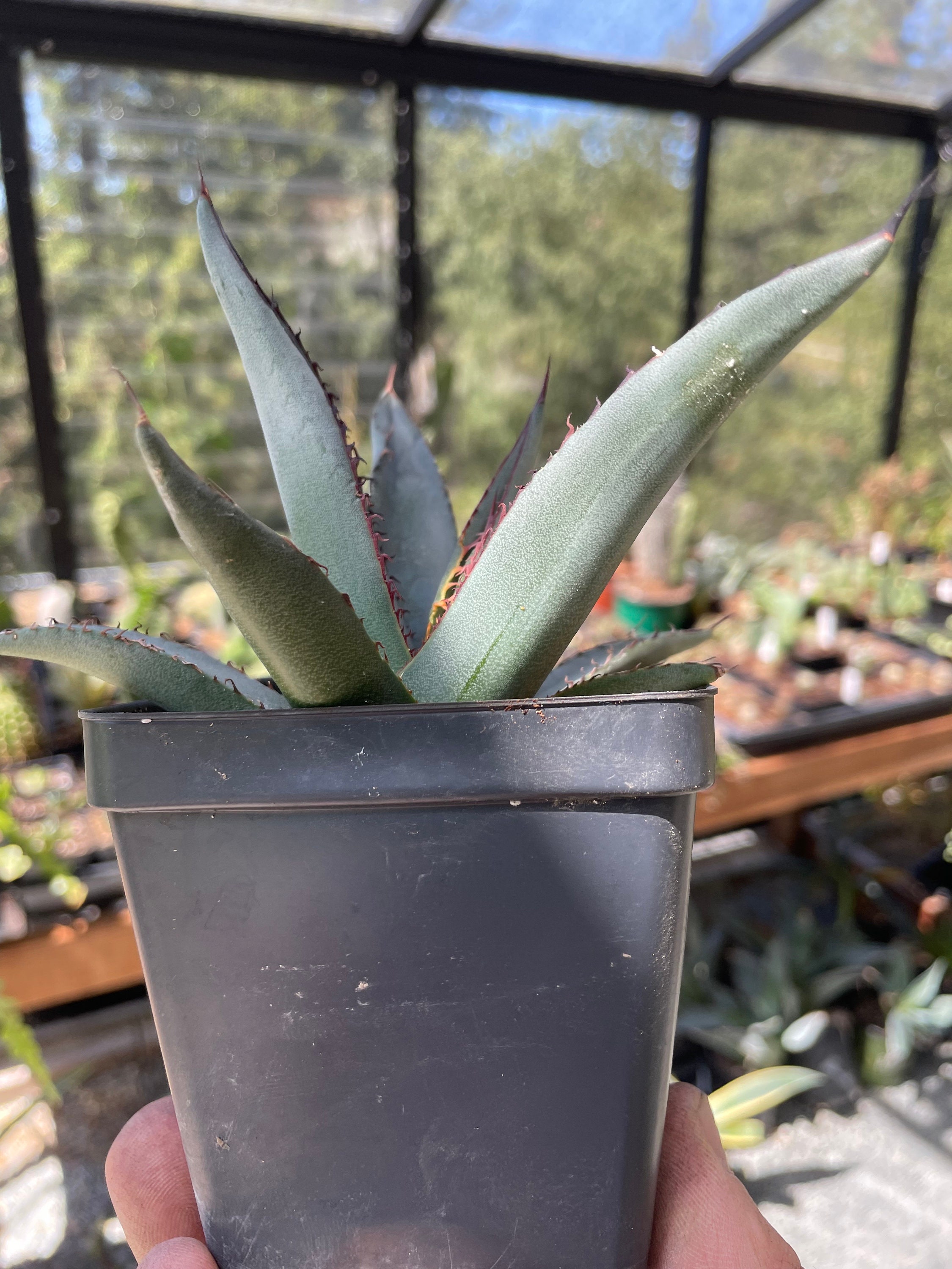 Agave Sharkskin, Shark Skin Agave, Hybrid Agave, Fully Rooted Offset ...