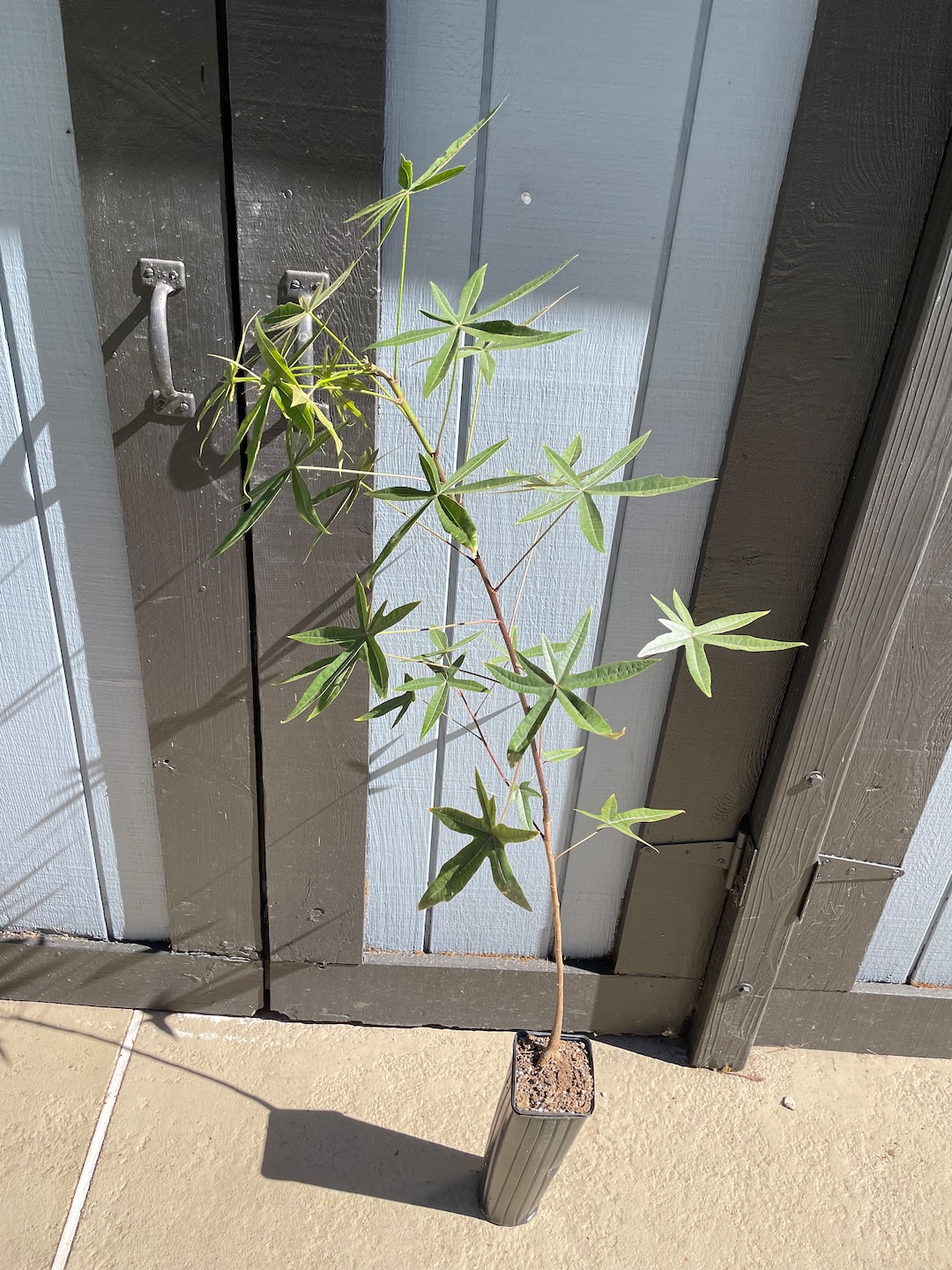 Brachychiton Rupestris - Australian Bottle Tree. Queensland Bottle Tree ...