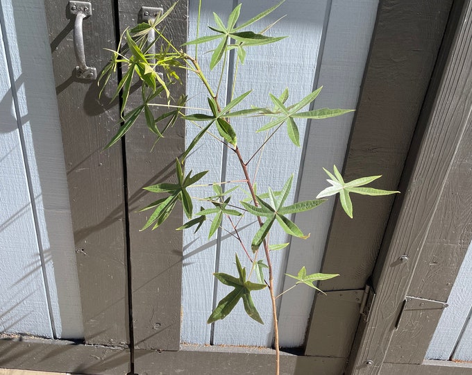 Brachychiton Rupestris - Australian Bottle Tree. Queensland Bottle Tree ...