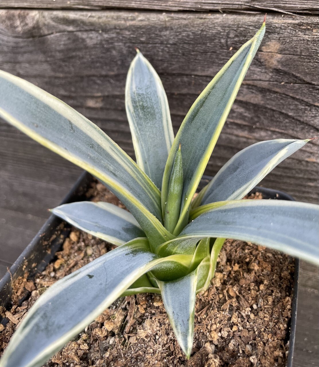Rare Agave Vegas Strip Variegated Agave 4 Rooted Offset Live Succulent ...