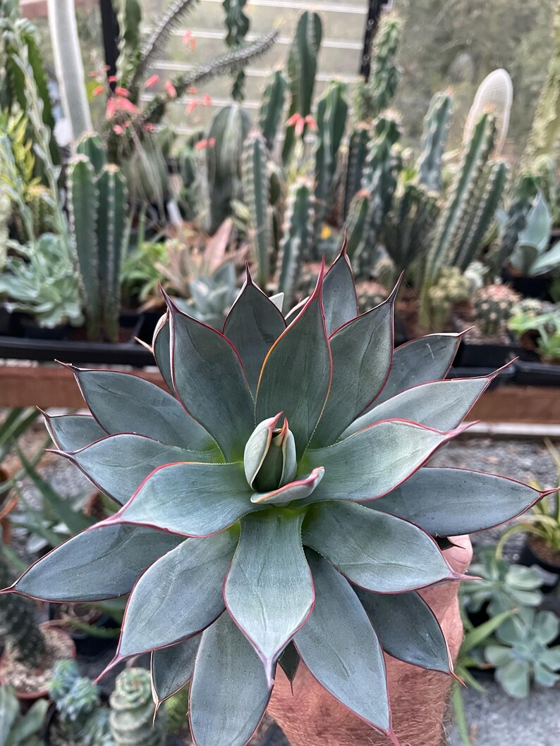 Agave Blue Ember- Hybrid Agave - Fully Rooted Offset in a 4” Pot. Rare ...
