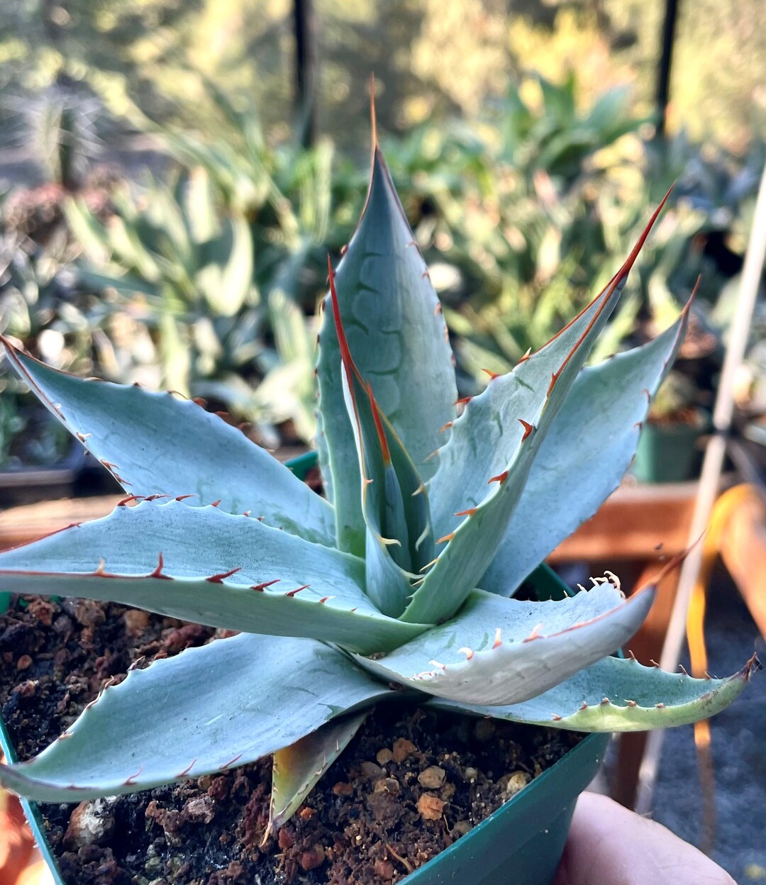 Agave Parrasana- Cabbage Head Agave- Rare in Cultivation Seed Grown in ...