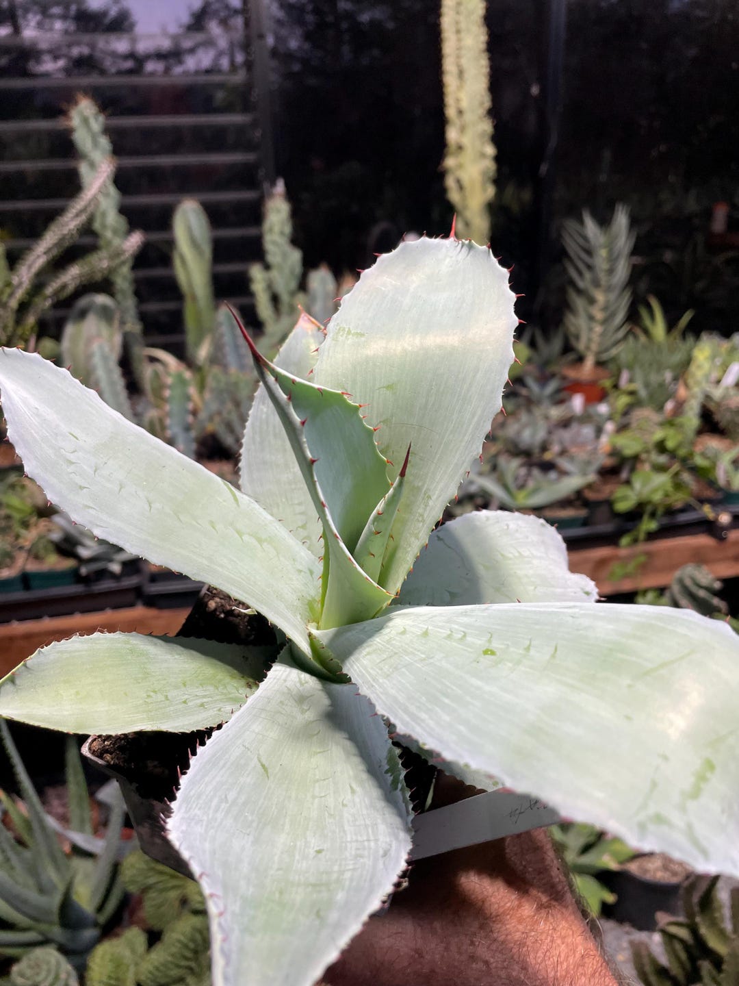 Agave Cupreata (dwarf Cowhorn Agave) Rare Agave Used in Mezcal- Seed ...