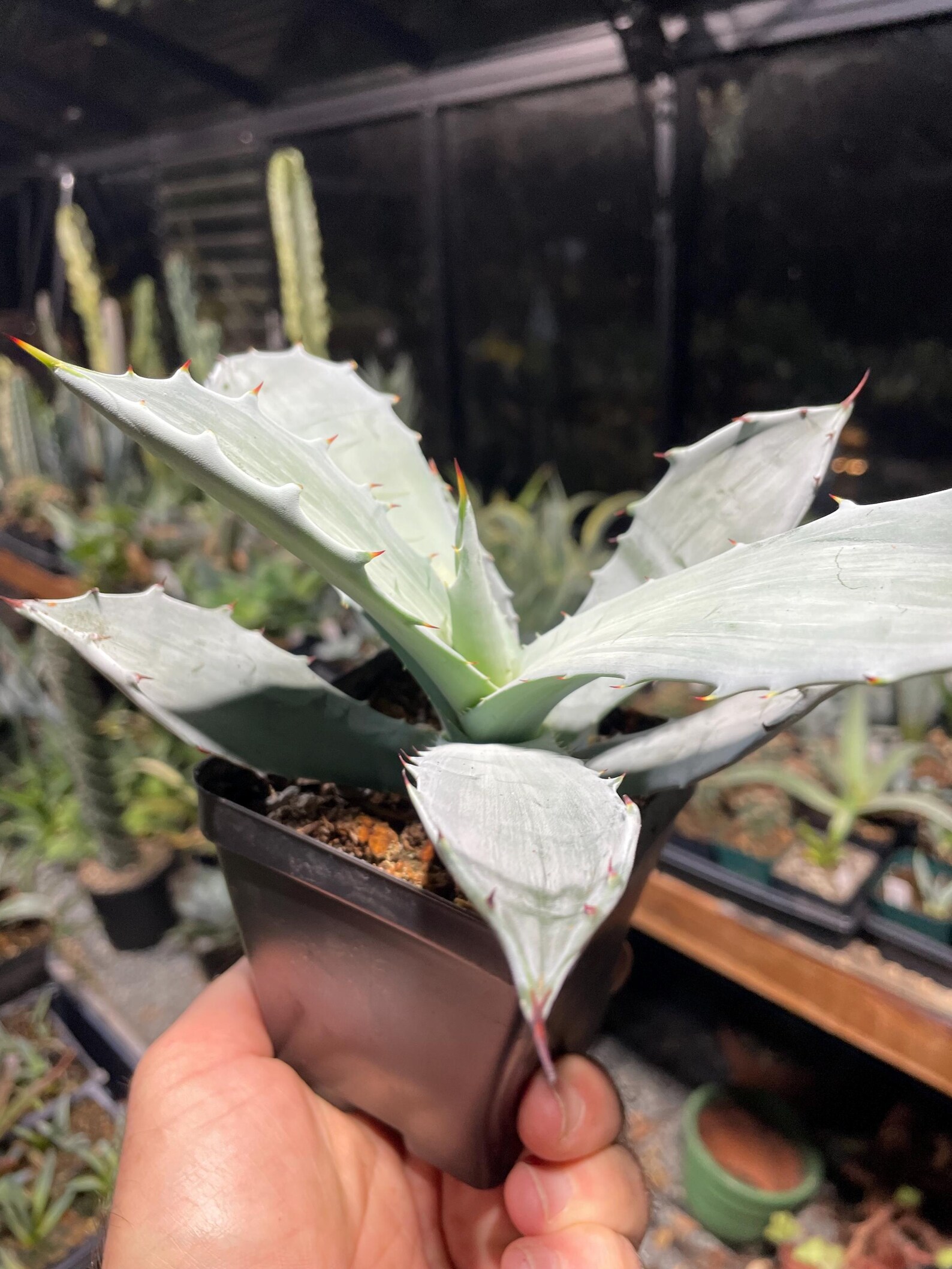 Agave Colorata mescal Ceniza Rare Agave Growing in a 4 Pot Fully Rooted ...