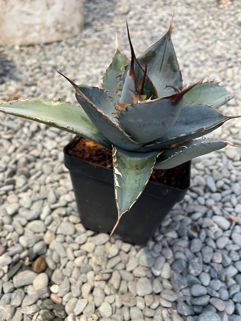 Agave Titanota White Ice, Fully Rooted Offset Growing in an 4" Pot - Etsy