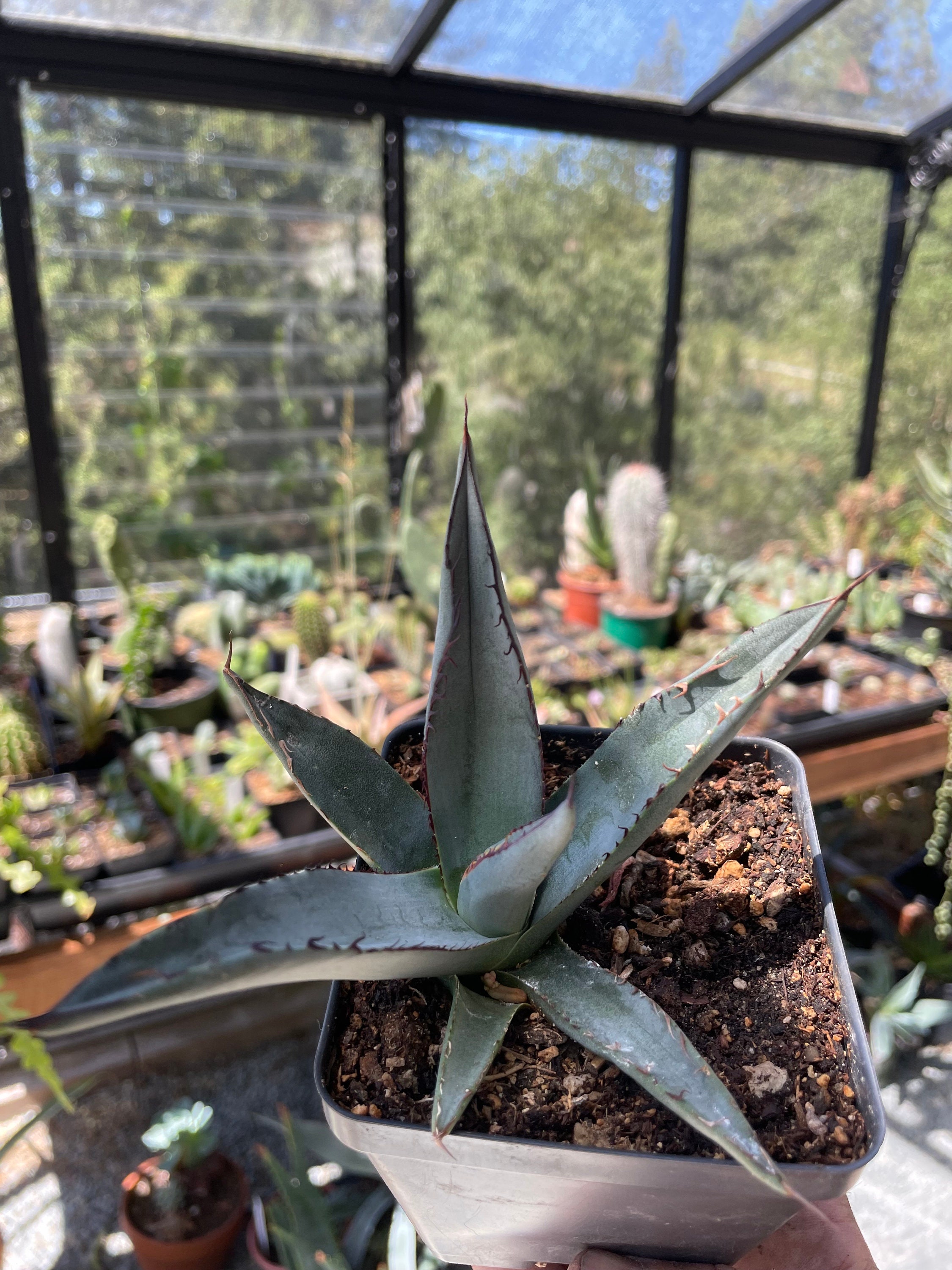 Agave Sharkskin, Shark Skin Agave, Hybrid Agave, Fully Rooted Offset ...