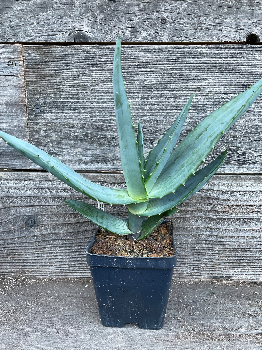 Aloe Thraskii Tree Aloe Dune Aloe - Etsy