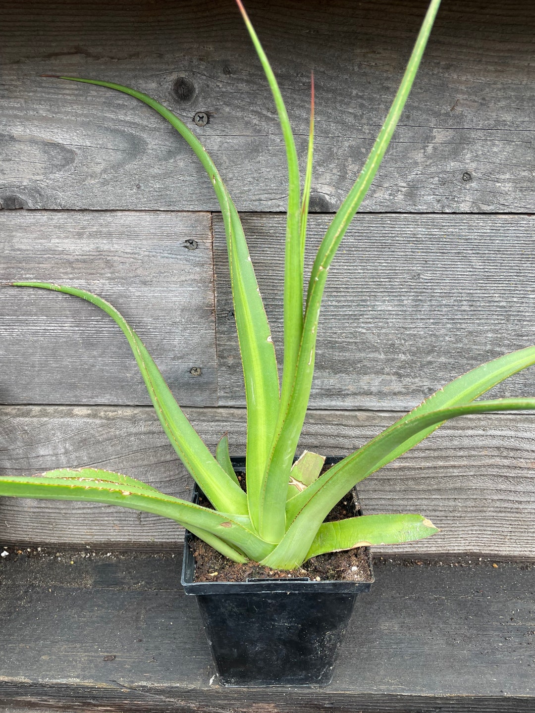 AGAVE Bracteosa Mateo (squid Agave) LIVE Plant Variegated 5” Pot 16 ...