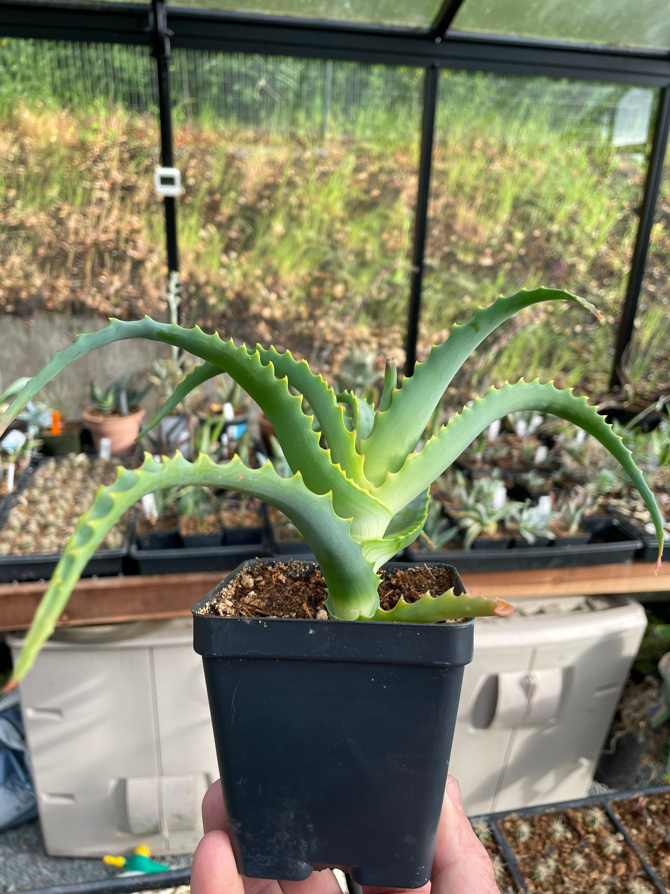 Aloe Arborescens Kratz Aloe Candelabra Aloe Live Plant Low Water Arid ...