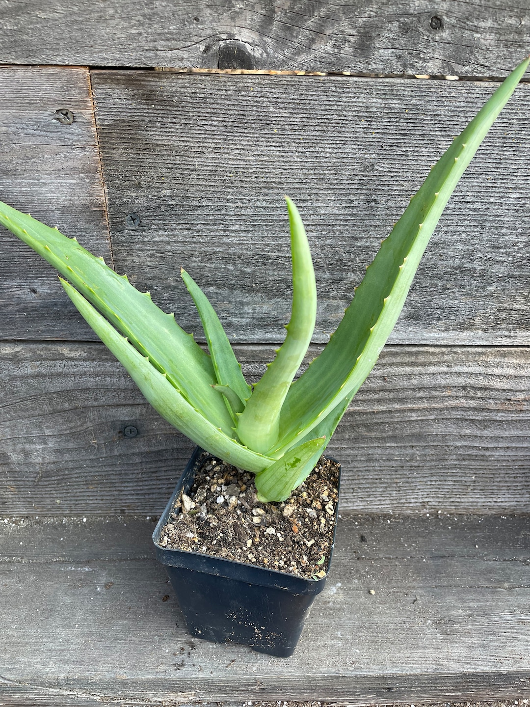 Aloe Vanbalenii, Crawling Octopus Aloe 4” - Etsy