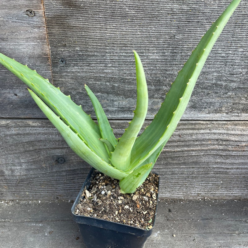 Octopus Garden - Etsy