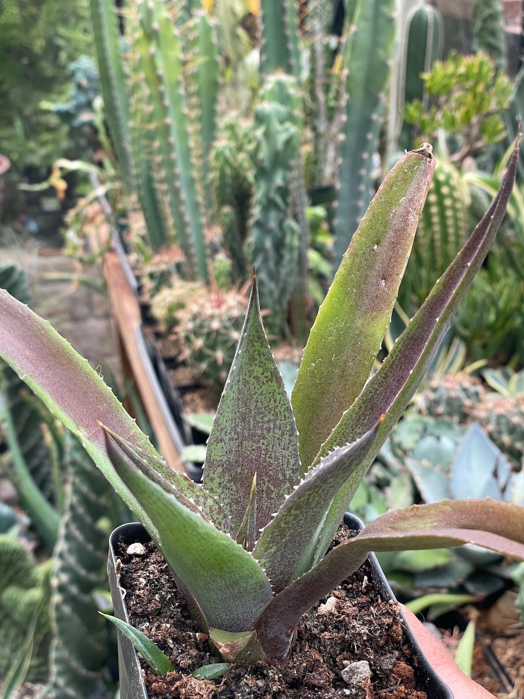 Mangave Red Wing - Agave Manfreda Hybrid. Fully Rooted 4” Offset ...