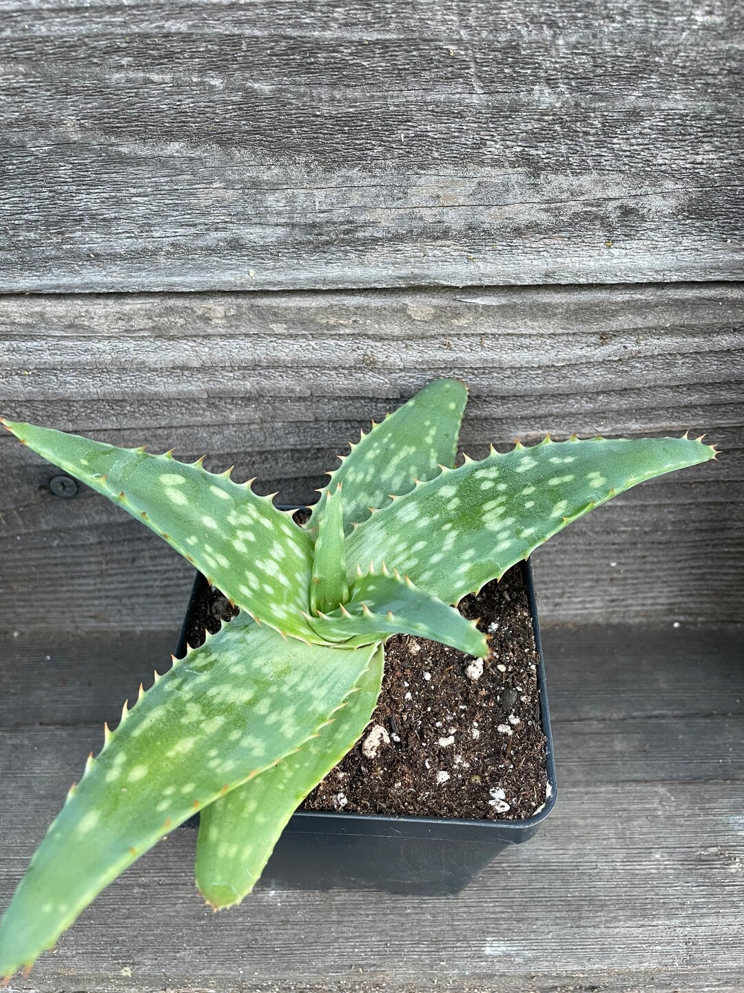 Aloe Maculata soap Aloe Seed Grown in a 4 Pot Succulent Aloe Plant ...
