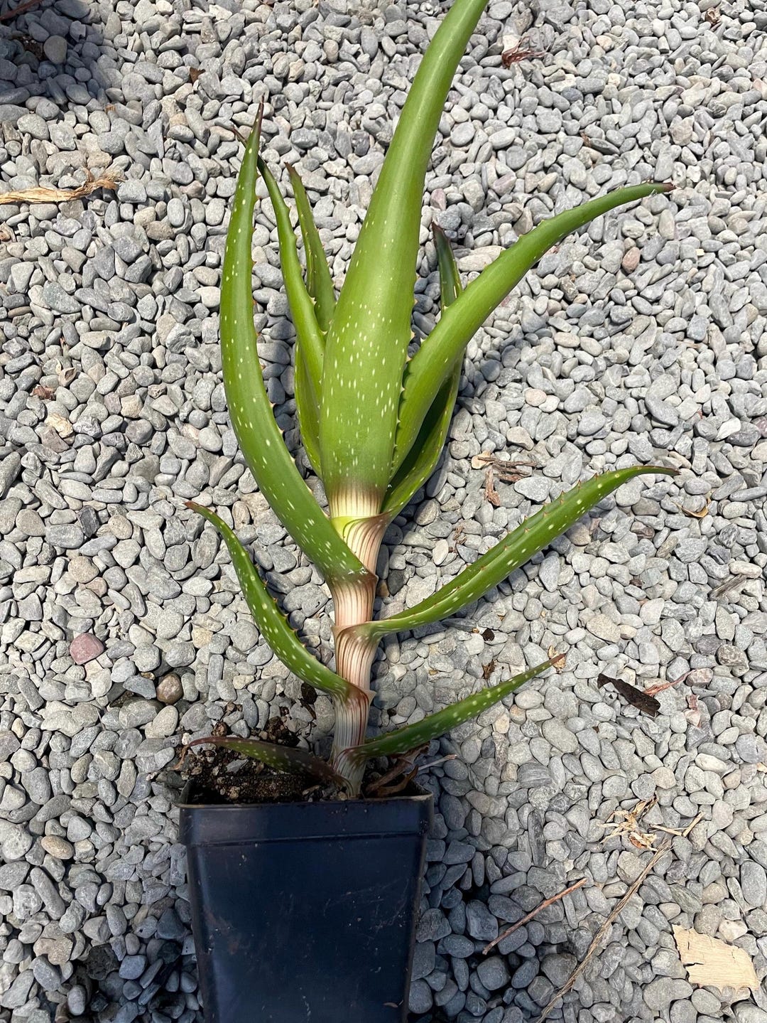 Aloe Mawii, malawi Form tree Khuzi Rare Aloe, Seed Grown in a 4 Pot - Etsy