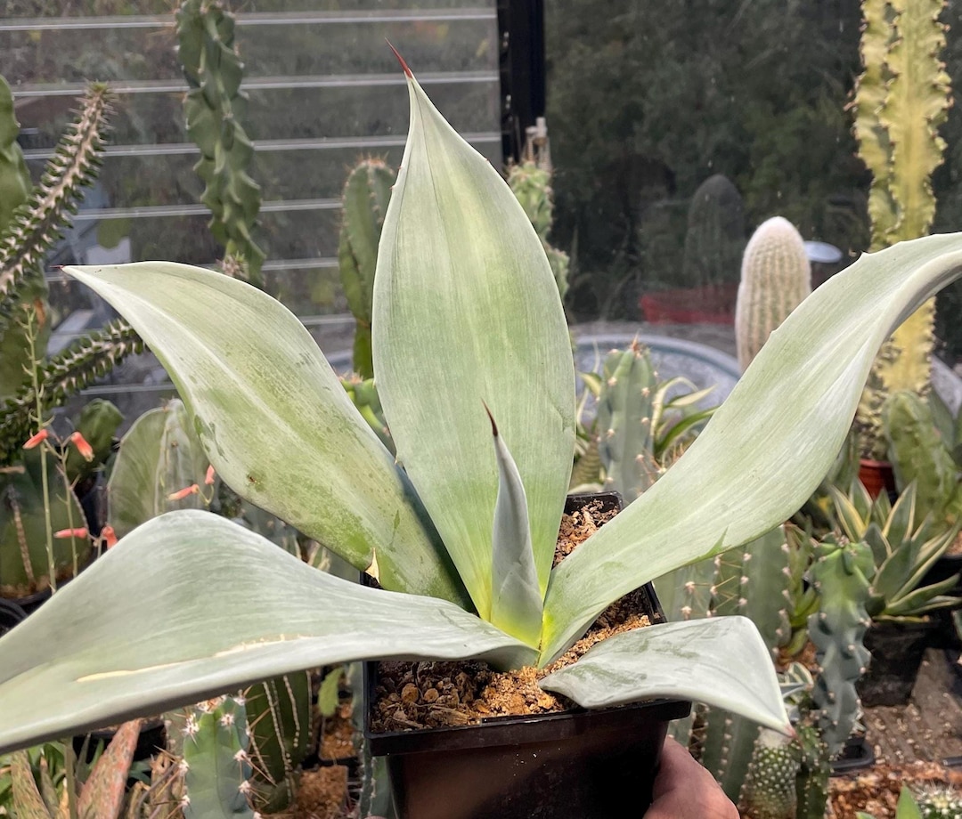 Rare Agave Webri - Webber's Agave - 4" Fully Rooted Offset - Live Plant ...