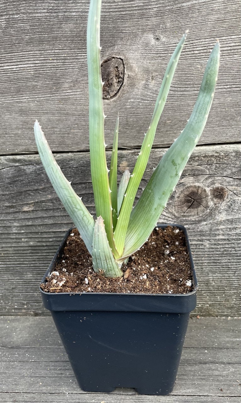 Rare Aloe Chabaudii Dwala Aloe 4 Pot Fully Rooted Offset Aloe Plant - Etsy