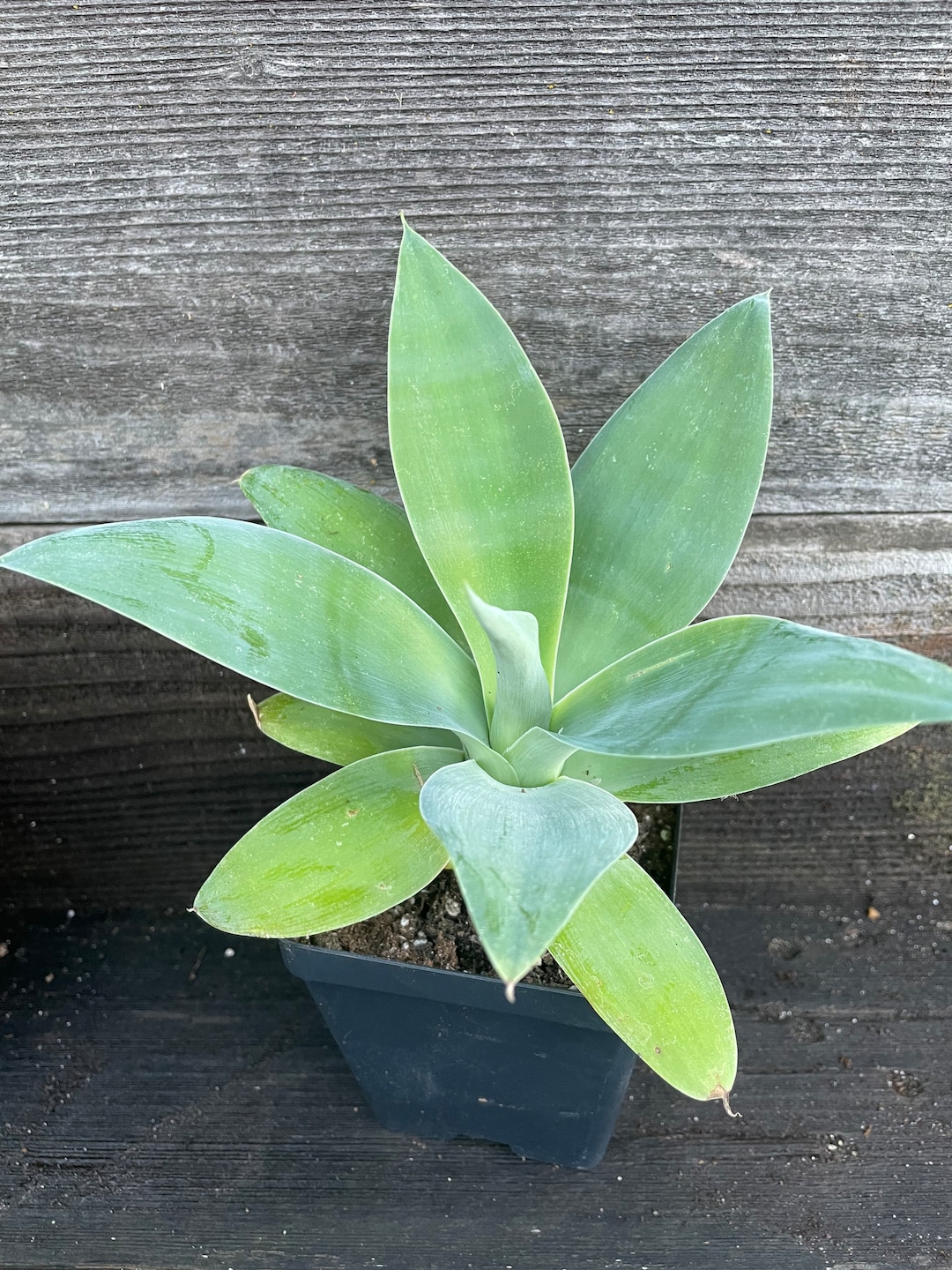 Agave Attenuata (fox Tail Agave, Swan Neck Agave) 4” Pot - Etsy