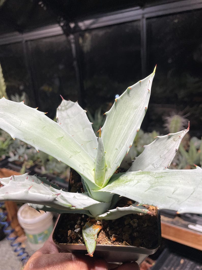 Agave Colorata mescal Ceniza Rare Agave Growing in a 4 Pot Fully Rooted ...