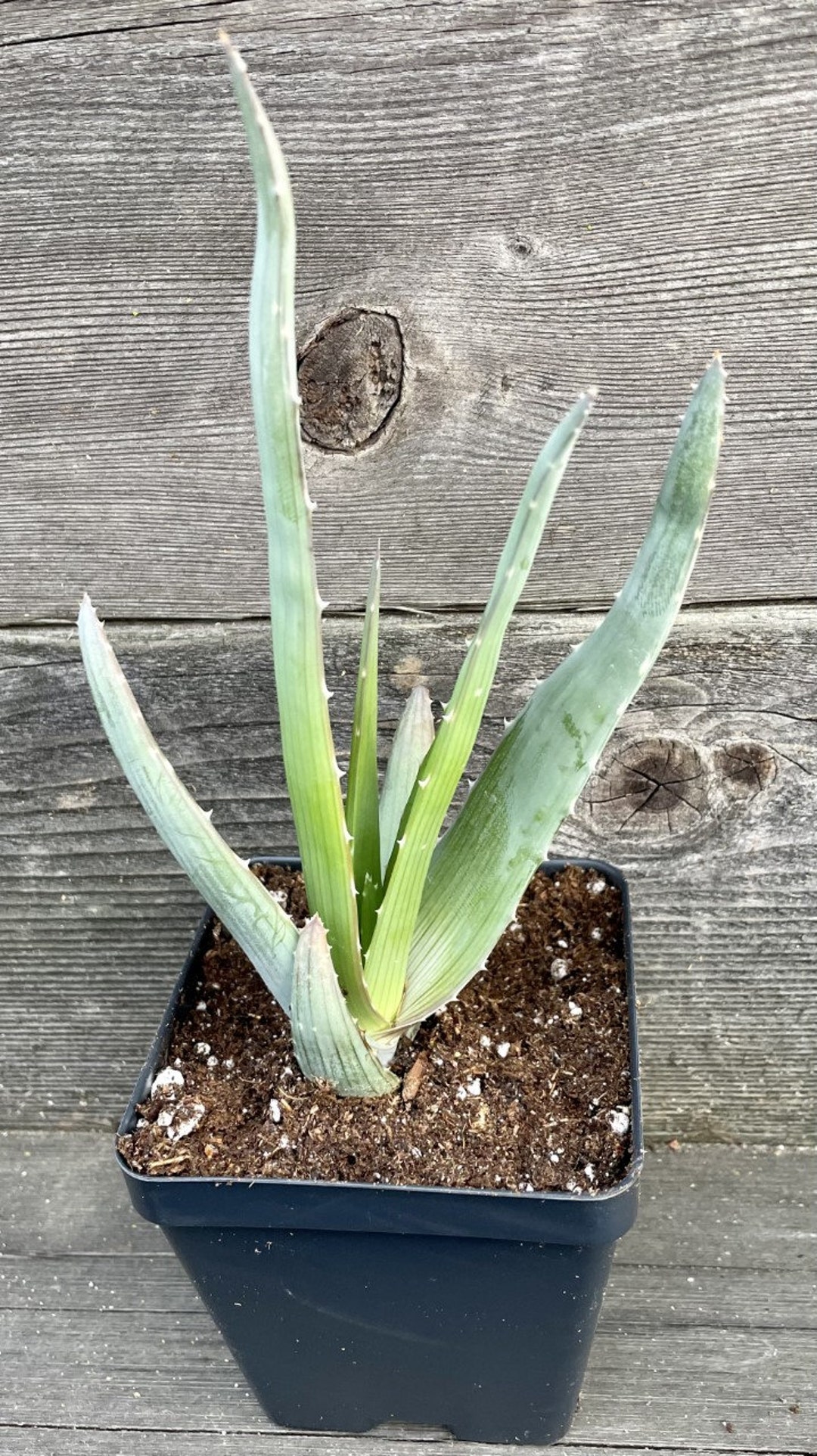 Rare Aloe Chabaudii- Dwala Aloe 4" Pot Fully Rooted Offset Aloe Plant ...